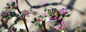 About Bees, Naturally. | Wild Bees